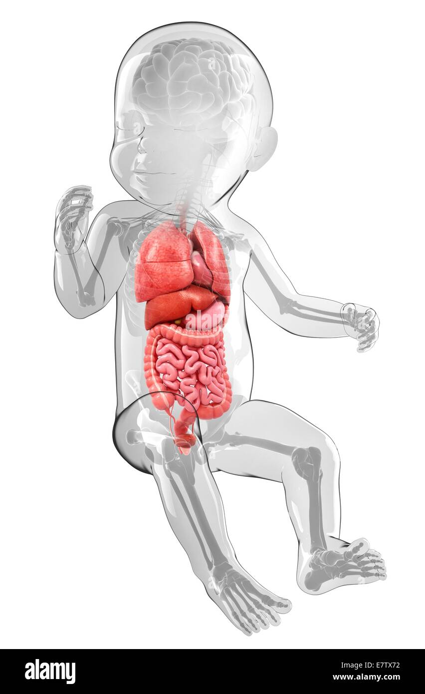 Baby's anatomy, computer artwork Stock Photo - Alamy