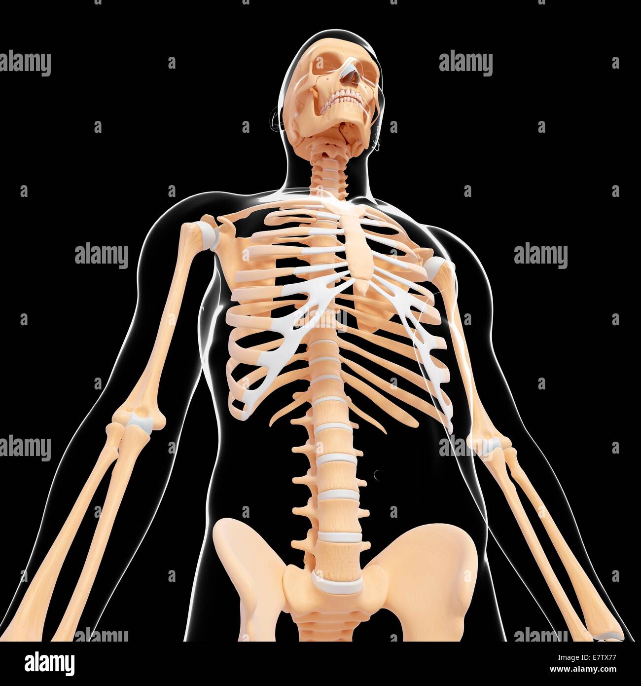 Human skeletal system, computer artwork Stock Photo - Alamy