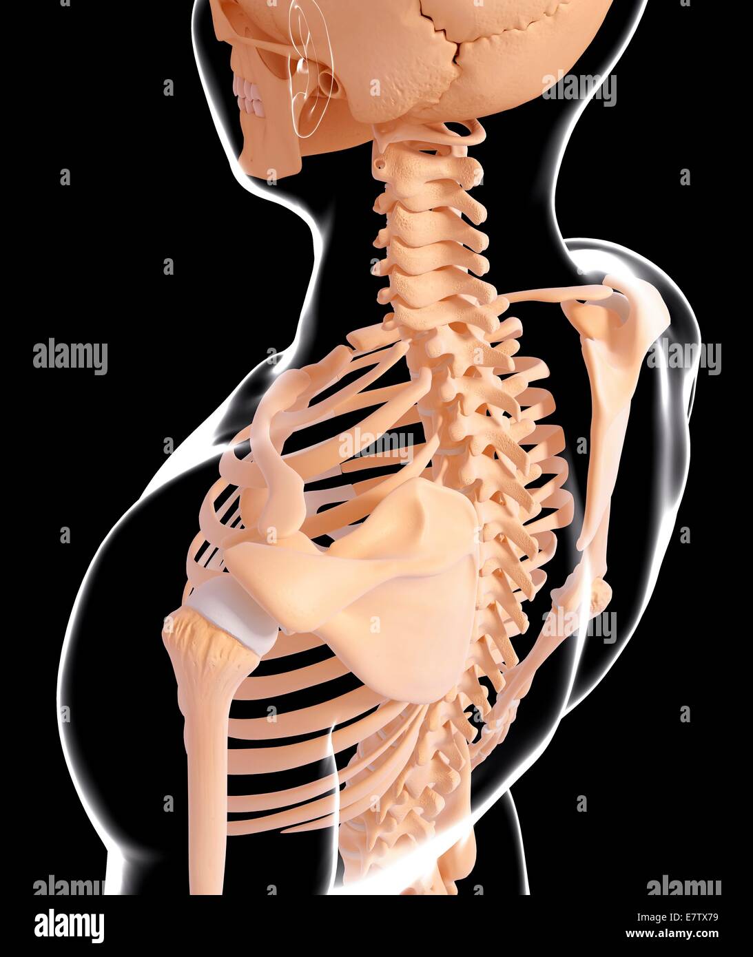 Human skeletal system, computer artwork Stock Photo - Alamy