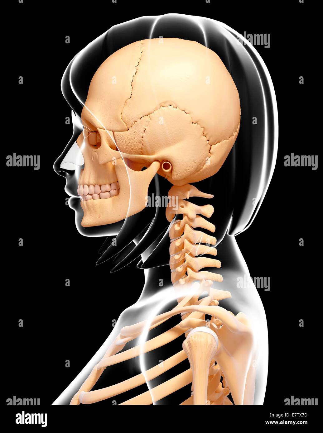 Side View Bones Head Neck High Resolution Stock Photography and Images ...