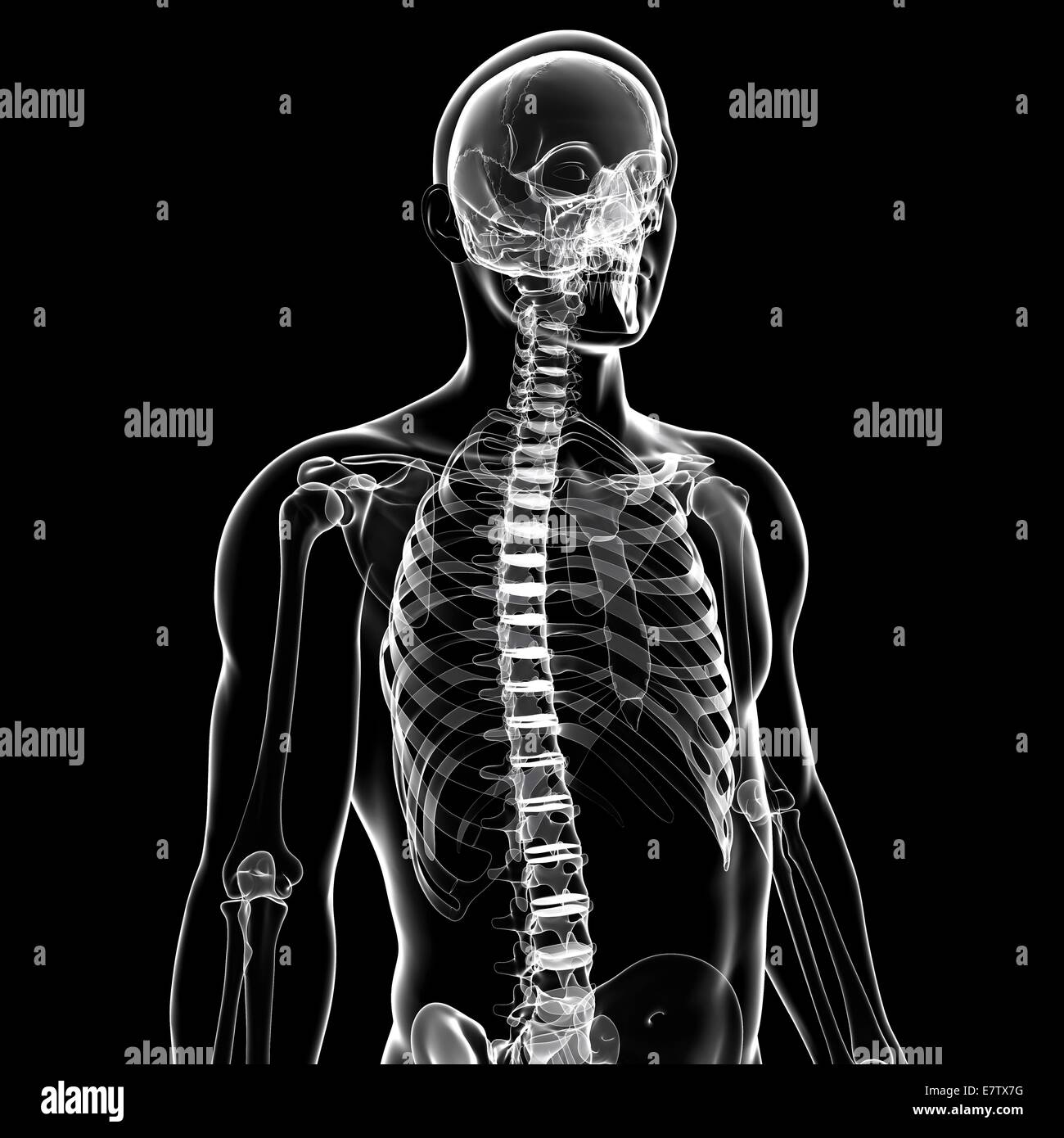 Human skeletal system, computer artwork Stock Photo - Alamy
