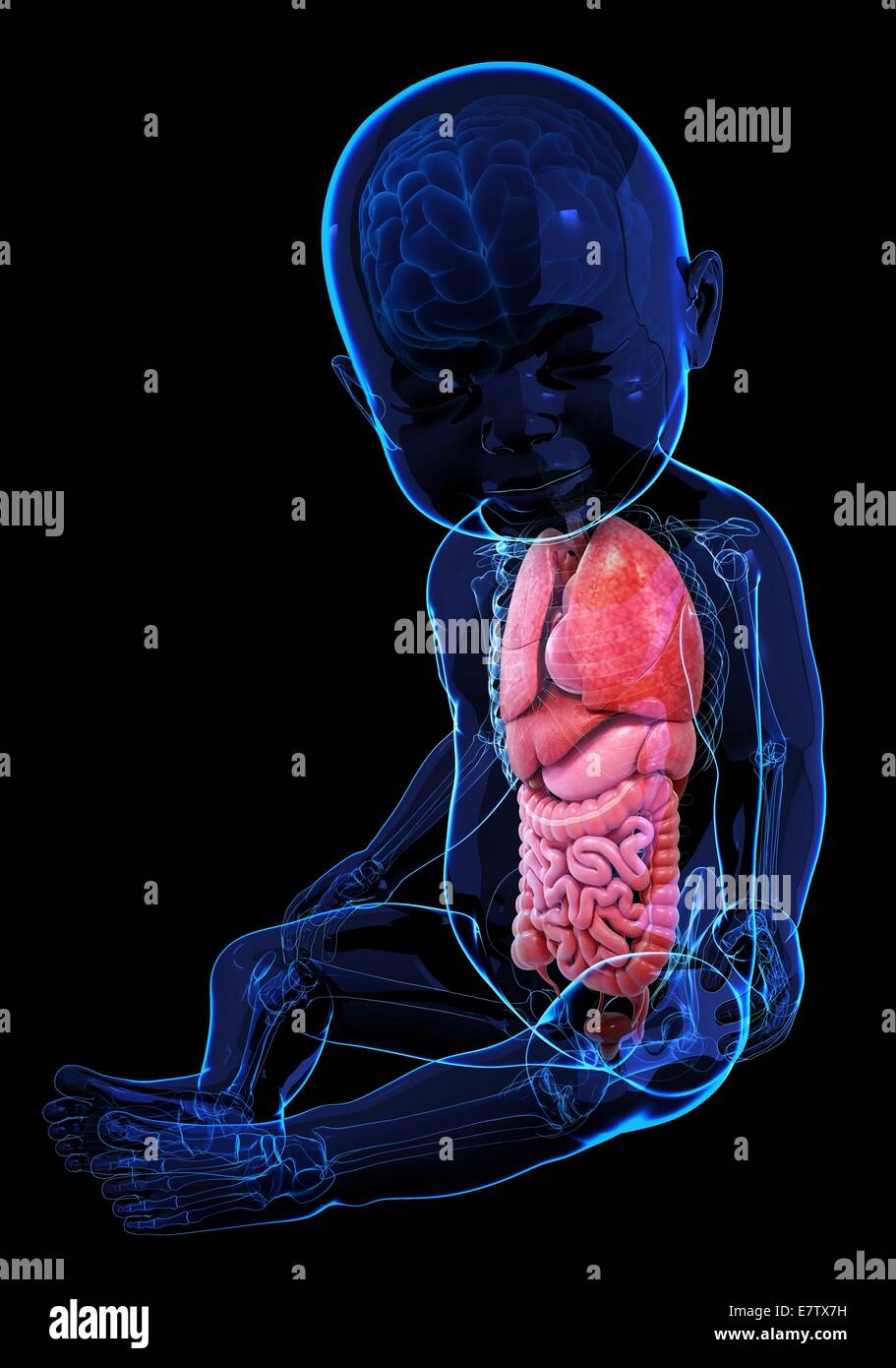 Baby's anatomy, computer artwork Stock Photo - Alamy