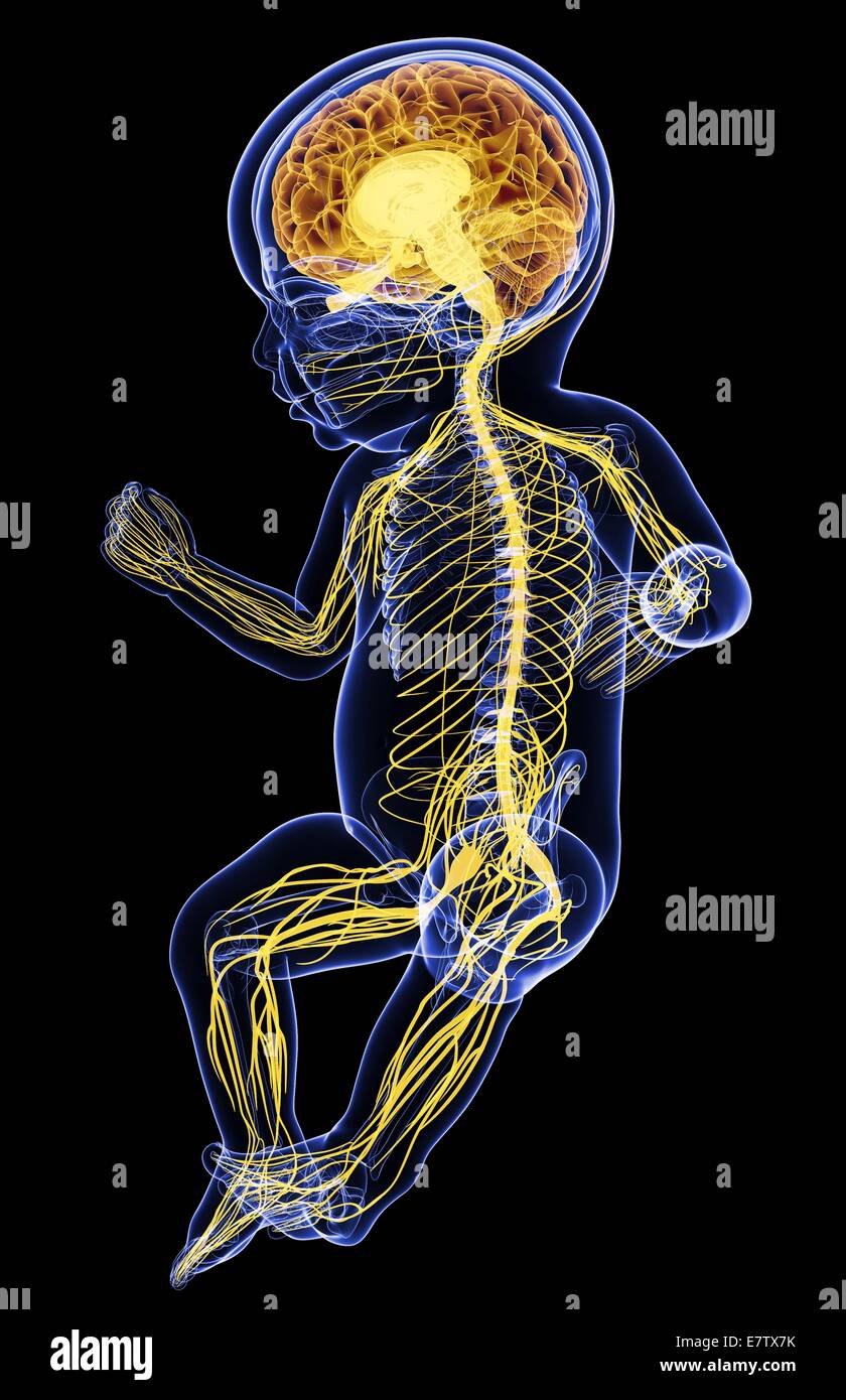 Baby's nervous system, computer artwork Stock Photo - Alamy