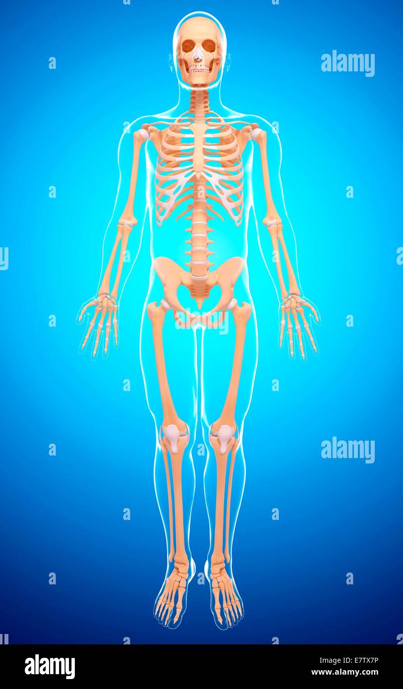 Human skeletal system, computer artwork Stock Photo - Alamy