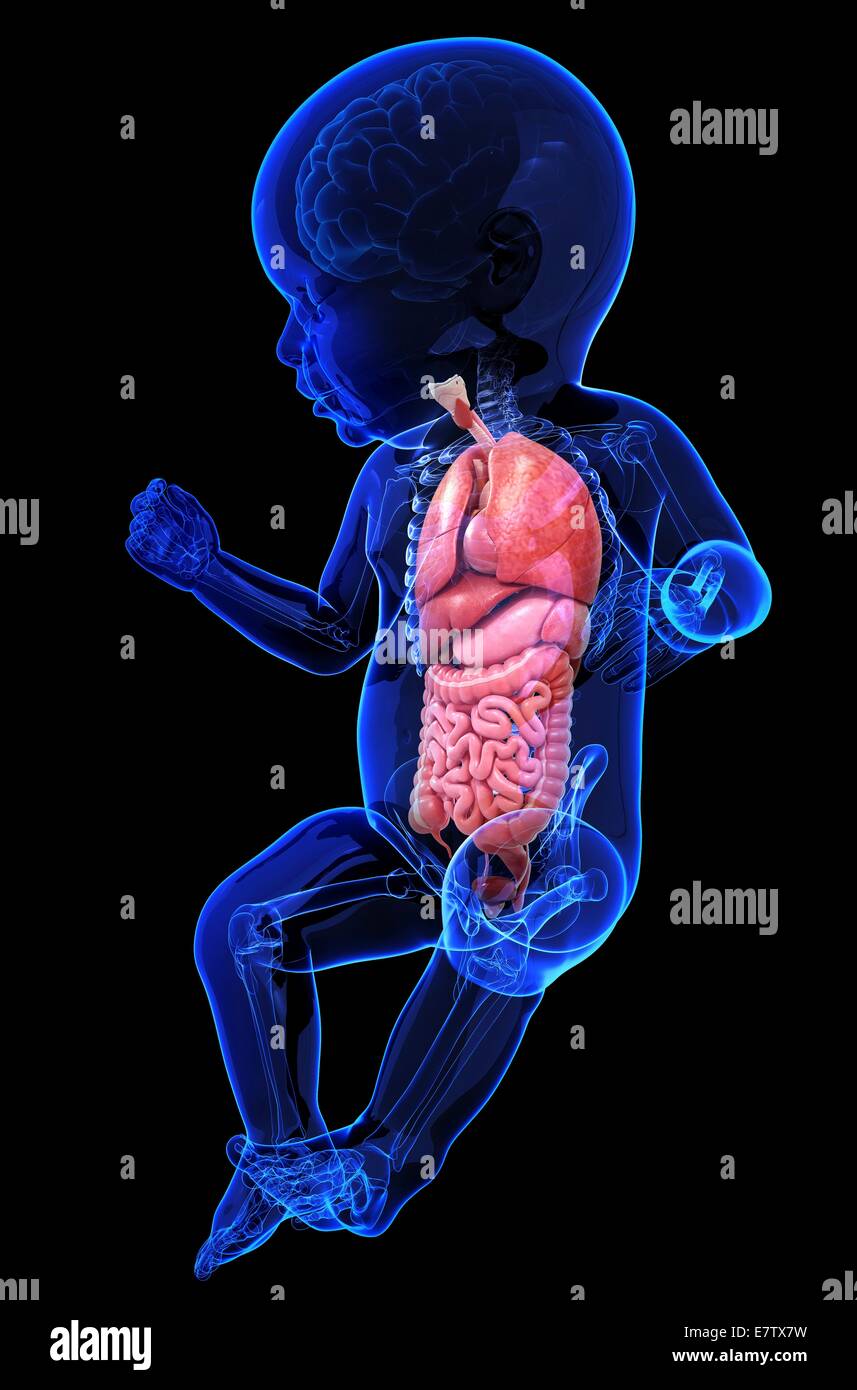 Baby's anatomy, computer artwork Stock Photo - Alamy