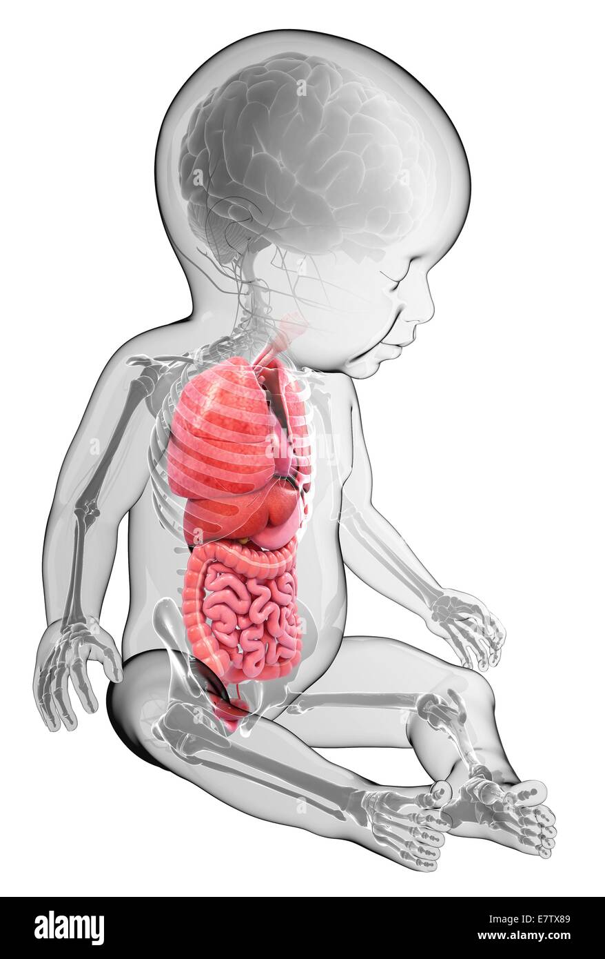 Baby's anatomy, computer artwork Stock Photo - Alamy