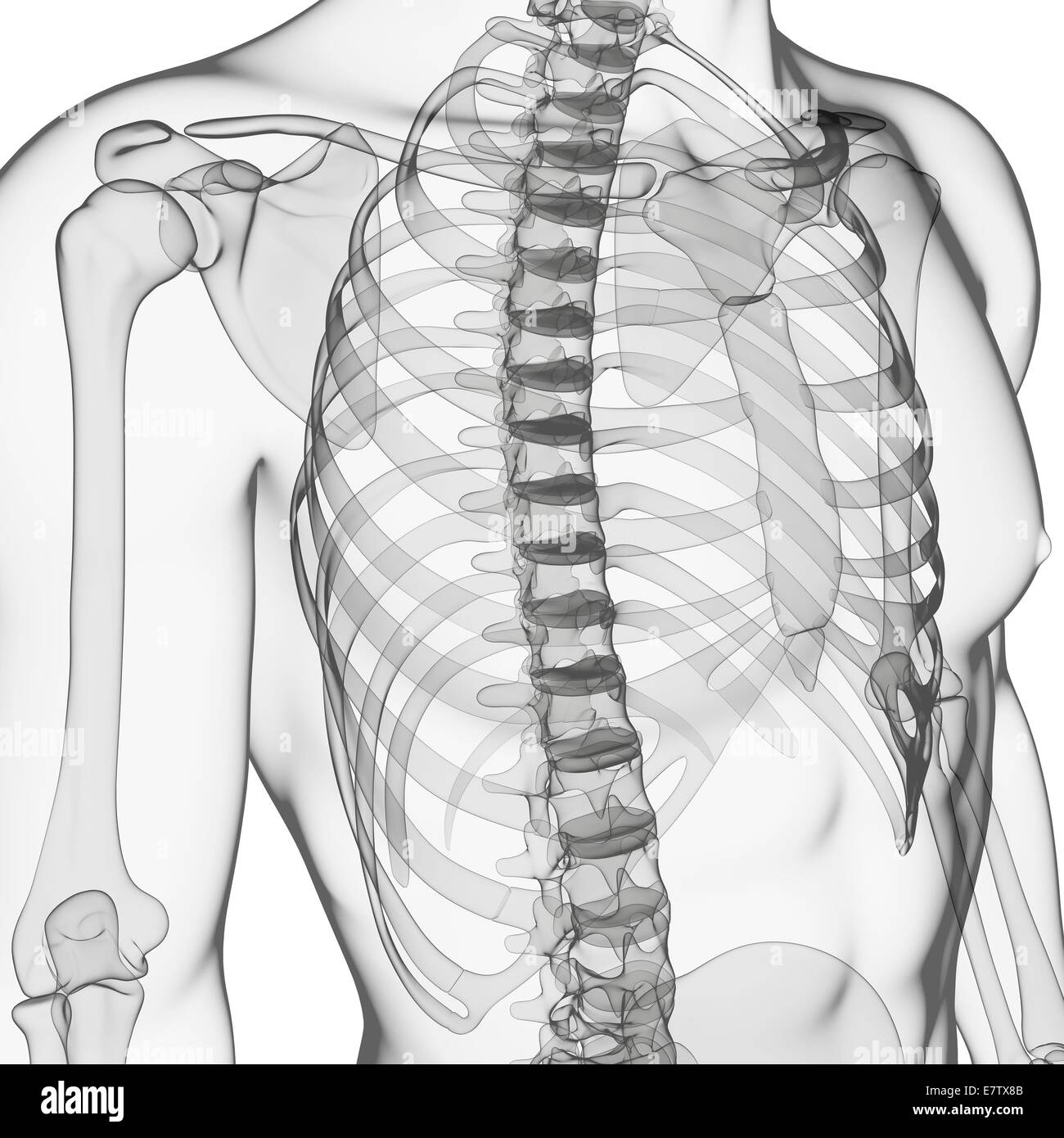 Human skeletal system, computer artwork Stock Photo - Alamy