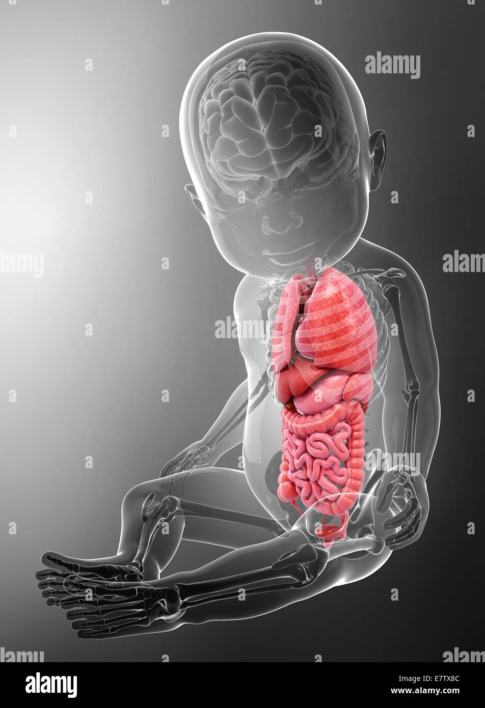 Baby's anatomy, computer artwork Stock Photo - Alamy