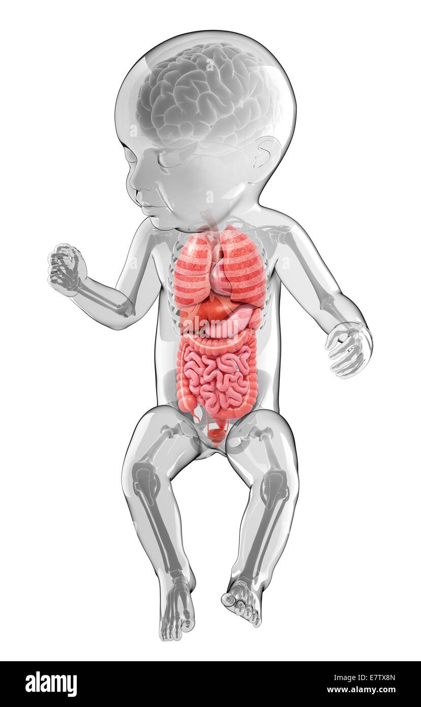 Baby's anatomy, computer artwork Stock Photo - Alamy