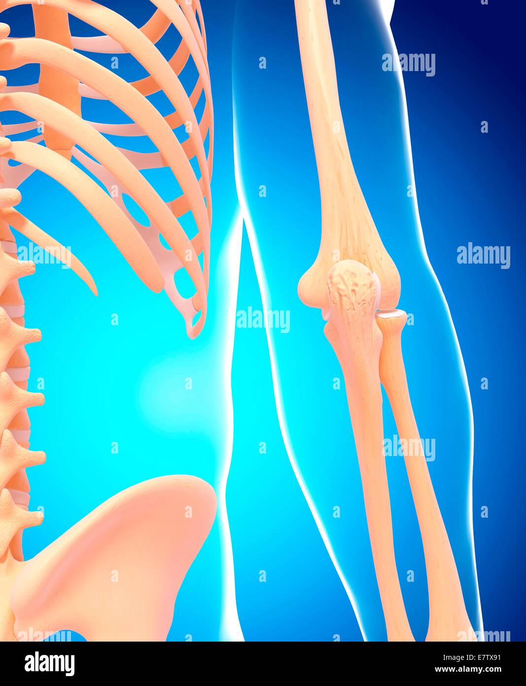 Human arm bones, computer artwork Stock Photo - Alamy