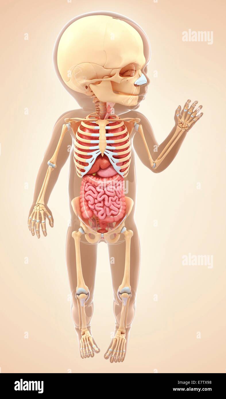 Baby's anatomy, computer artwork Stock Photo - Alamy