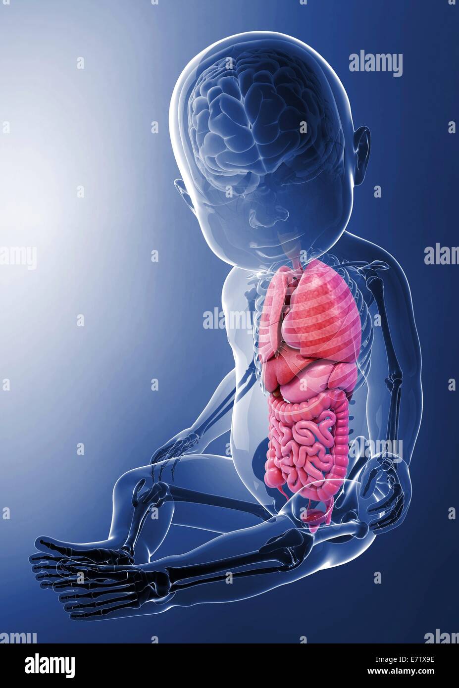 Baby's anatomy, computer artwork Stock Photo - Alamy