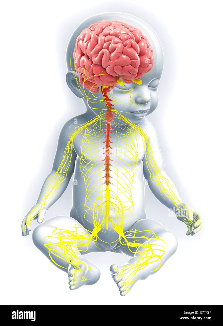 Baby's nervous system, computer artwork Stock Photo - Alamy