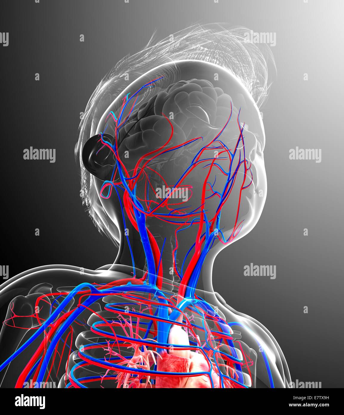 Human cardiovascular system hi-res stock photography and images - Alamy