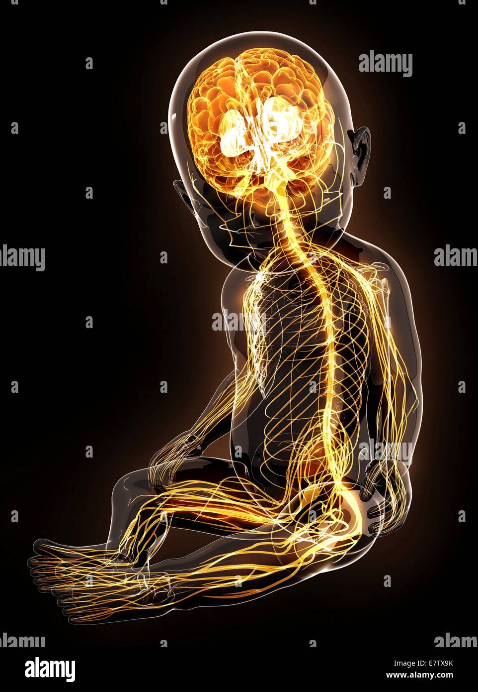 Baby's nervous system, computer artwork Stock Photo - Alamy