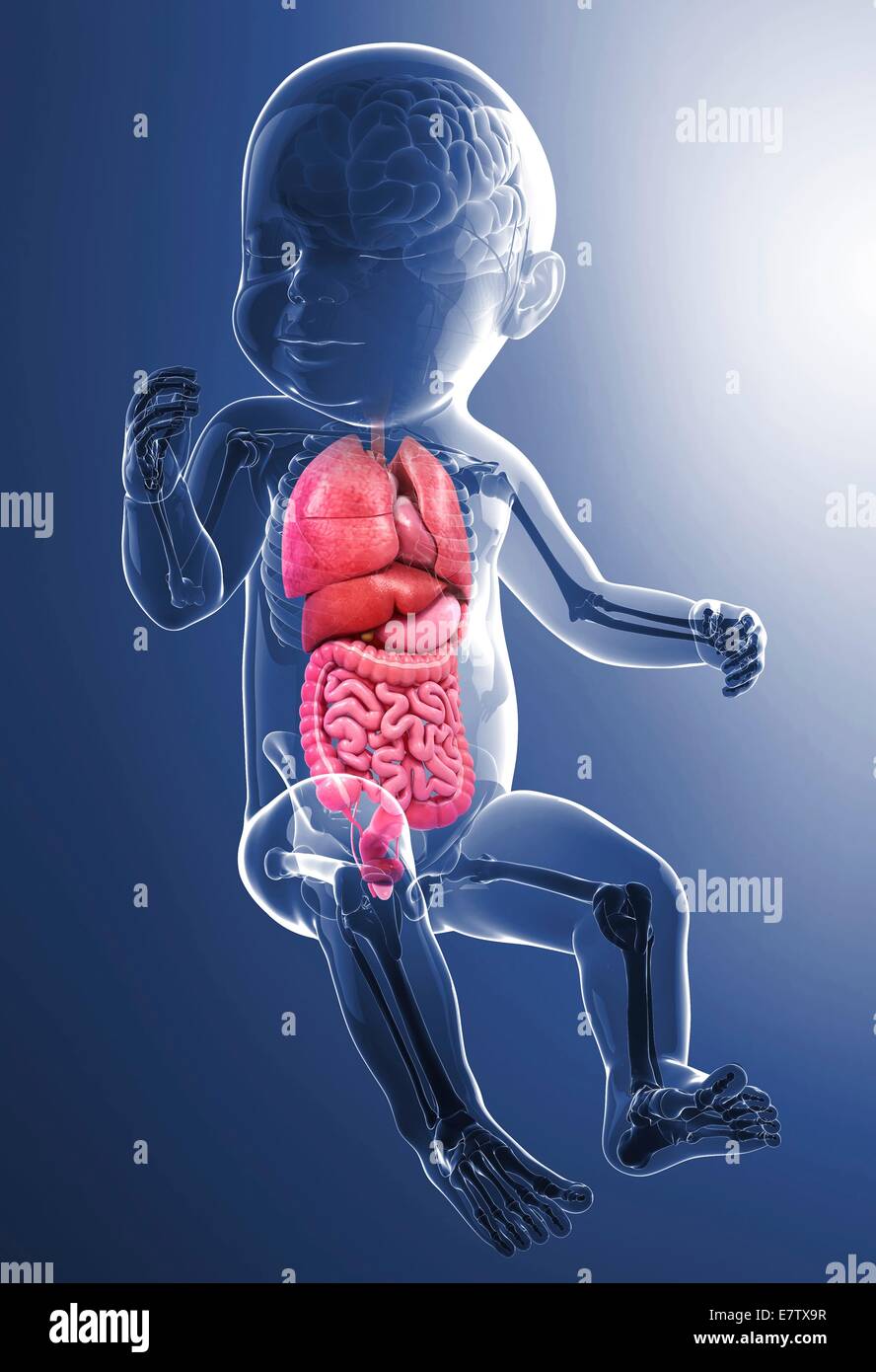 Baby's anatomy, computer artwork Stock Photo - Alamy