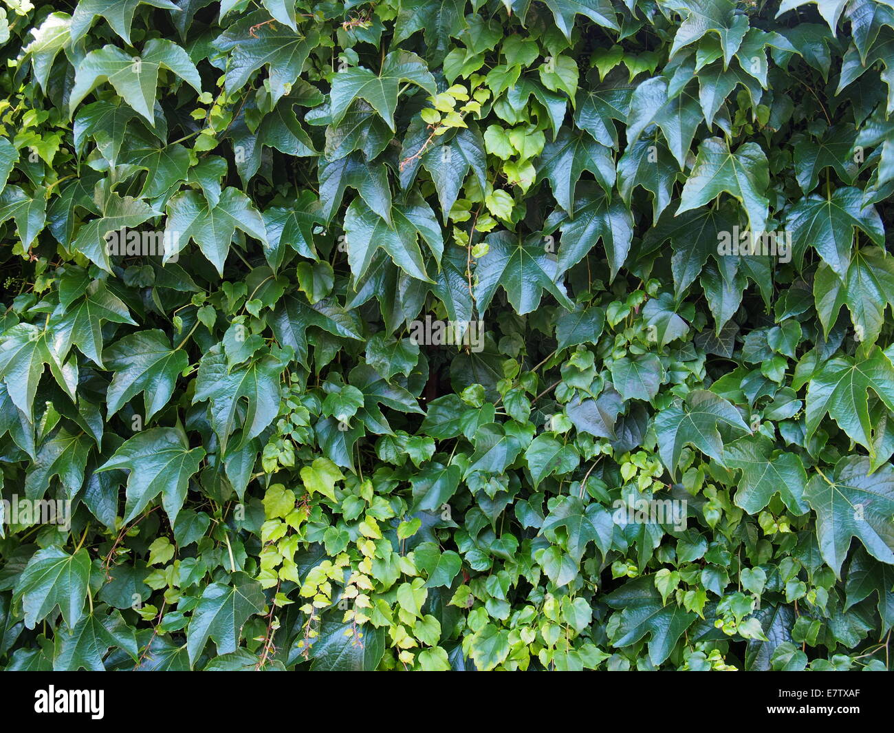 Green ivy background Stock Photo - Alamy