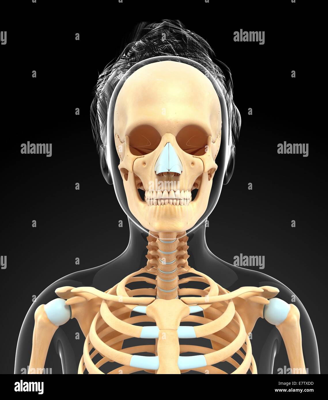 Human skull, computer artwork Stock Photo - Alamy