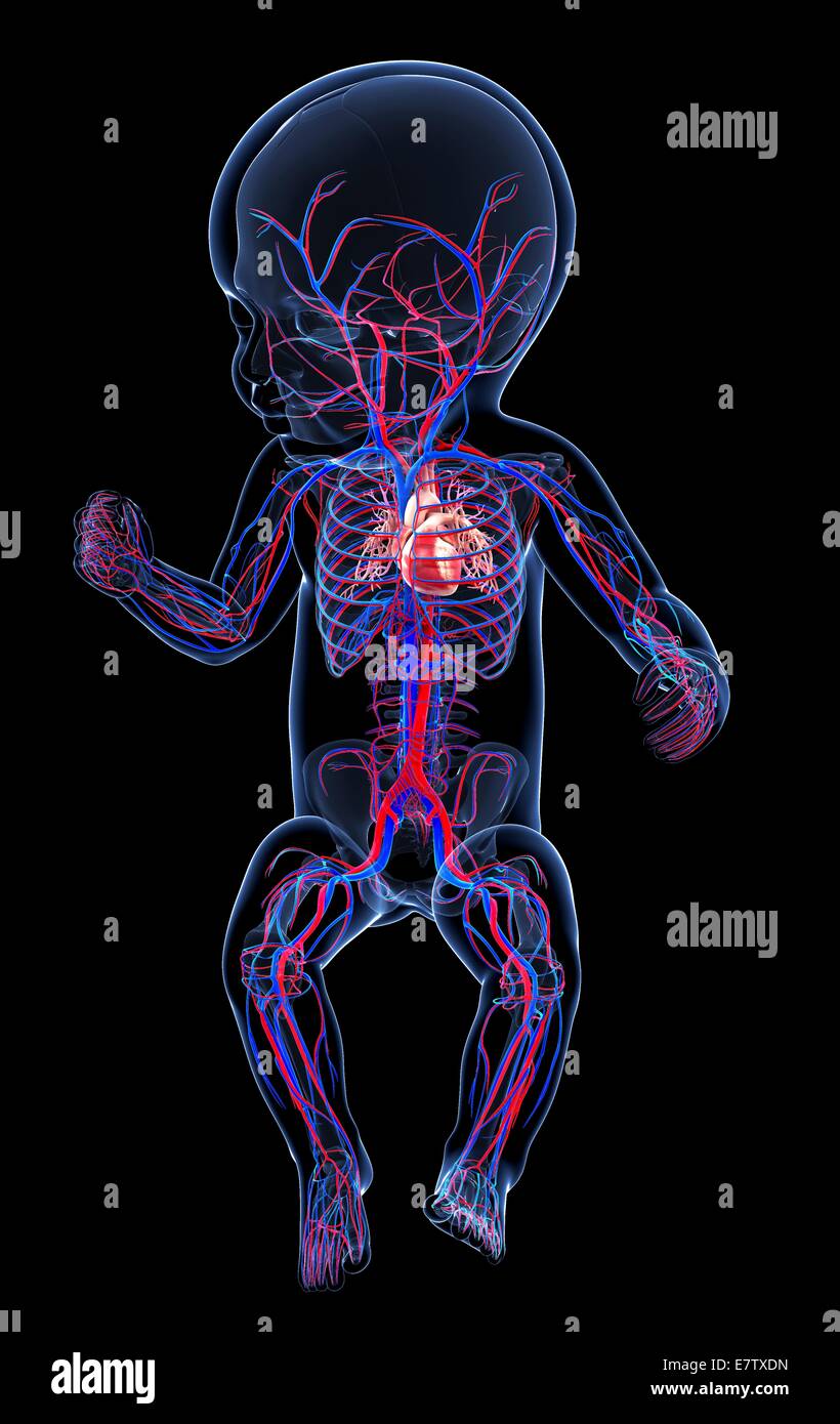 Baby's cardiovascular system, computer artwork Stock Photo - Alamy