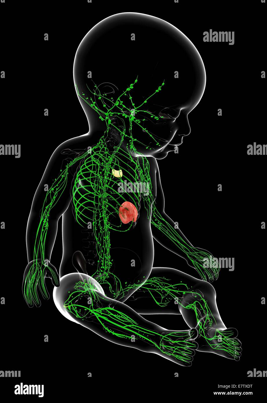 Baby's lymphatic system, computer artwork Stock Photo - Alamy
