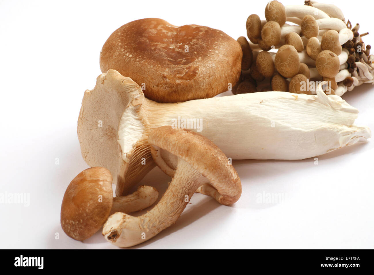 Shimeji white clamshell mushrooms hi-res stock photography and images ...
