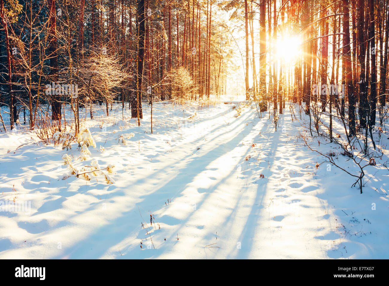 Landscape with winter forest and bright sunbeams. Sunrise, sunset in ...