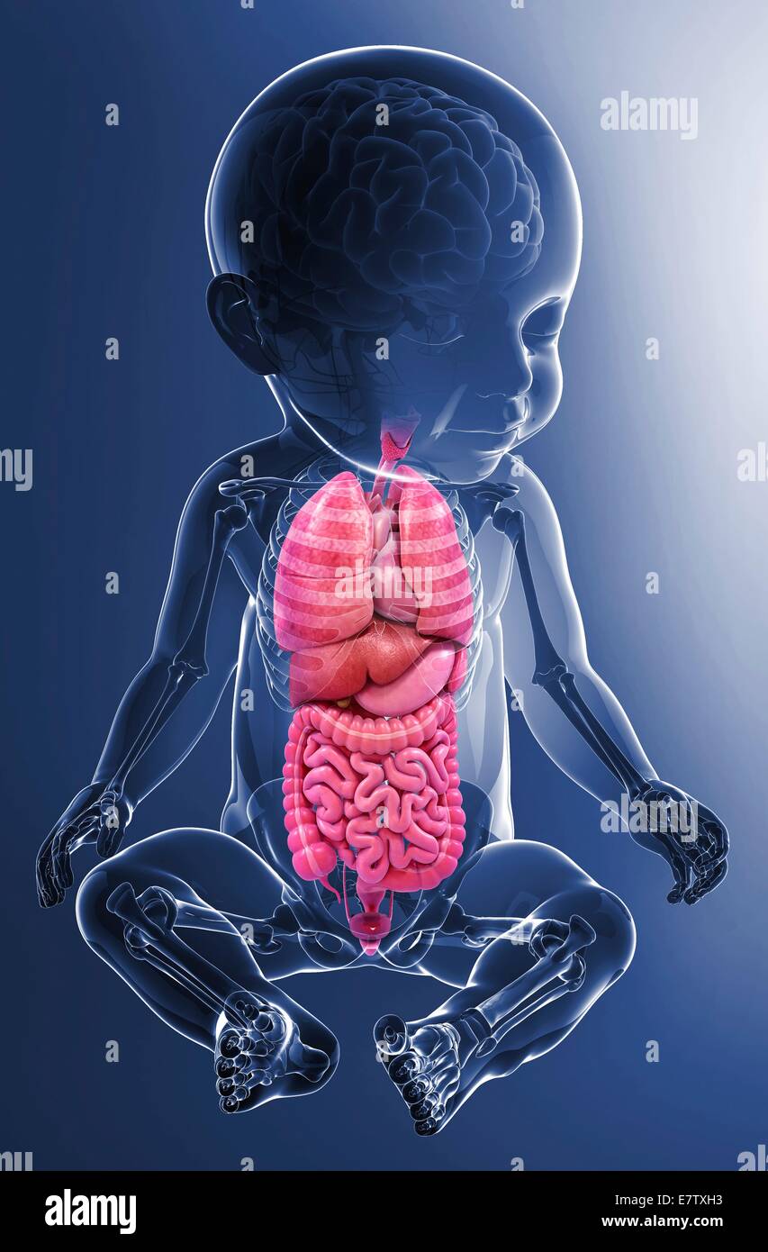 Baby's anatomy, computer artwork Stock Photo - Alamy