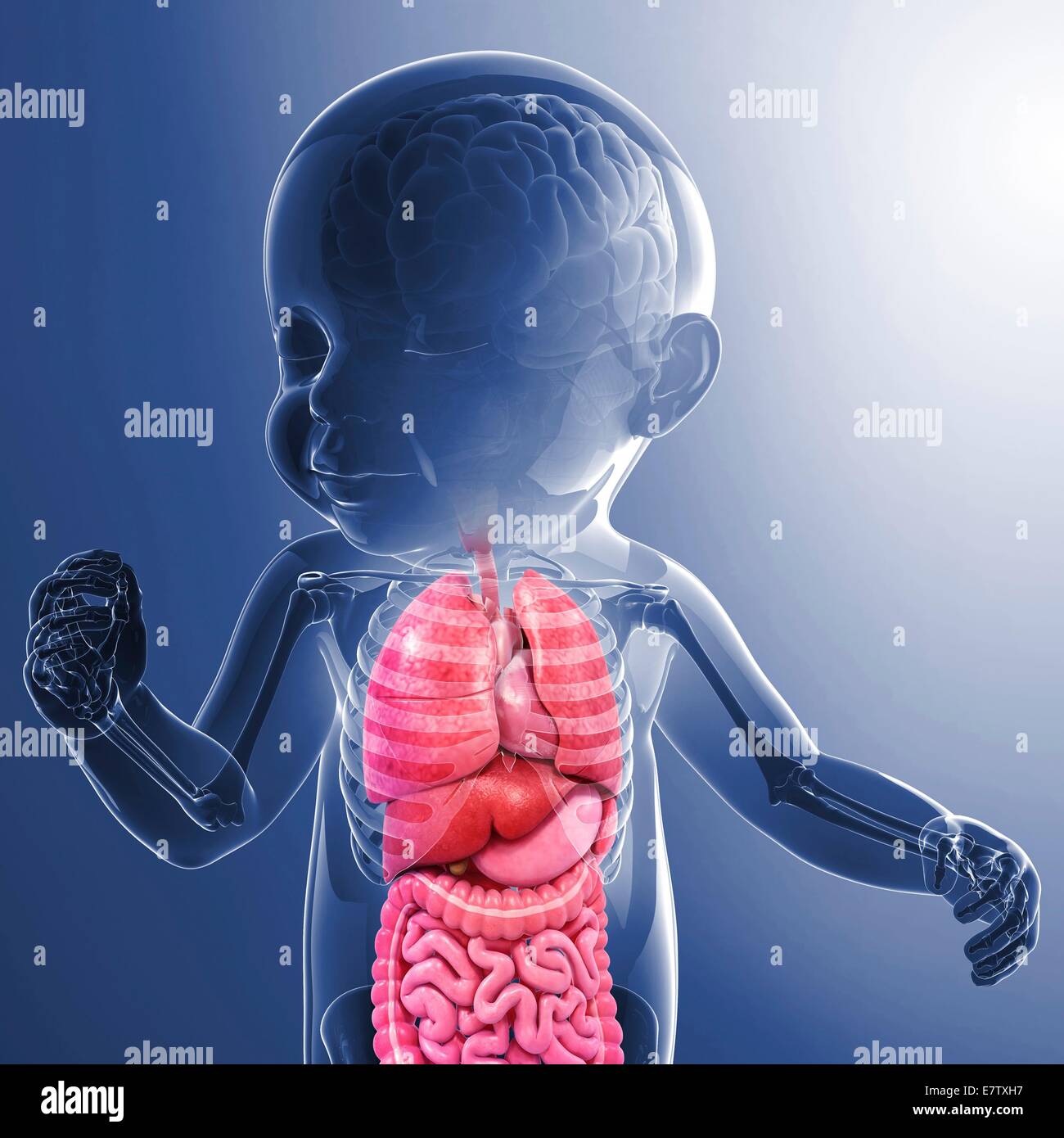 Baby's anatomy, computer artwork Stock Photo - Alamy