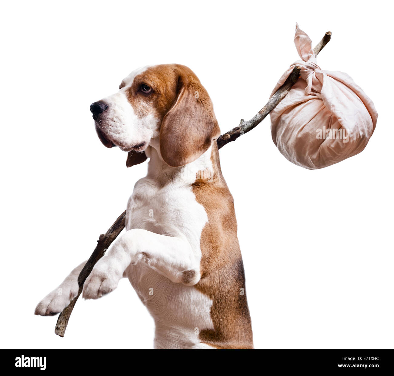 Stray dog , isolated on a white background Stock Photo - Alamy