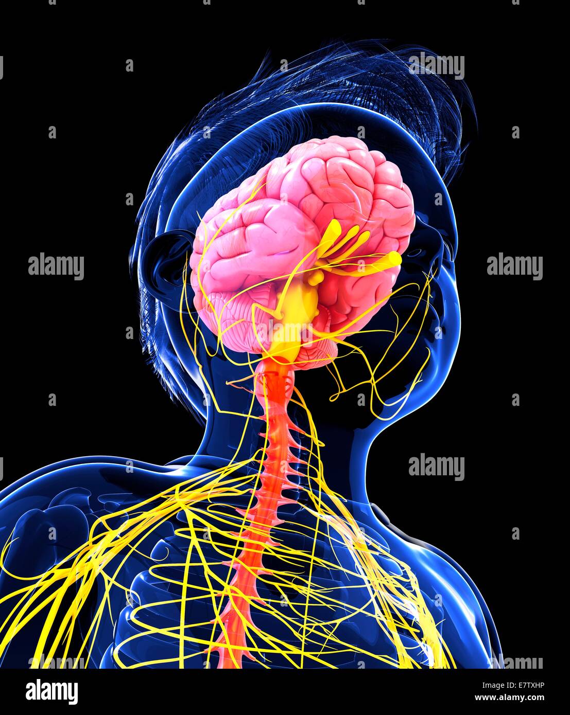 Human nervous system, computer artwork Stock Photo - Alamy
