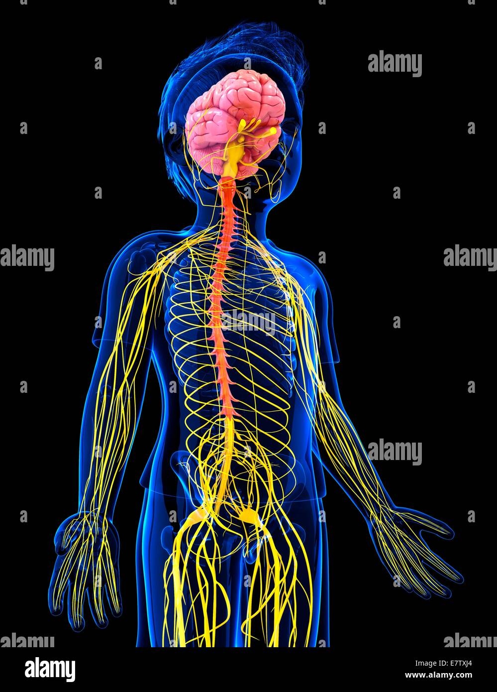 Human nervous system, computer artwork Stock Photo - Alamy