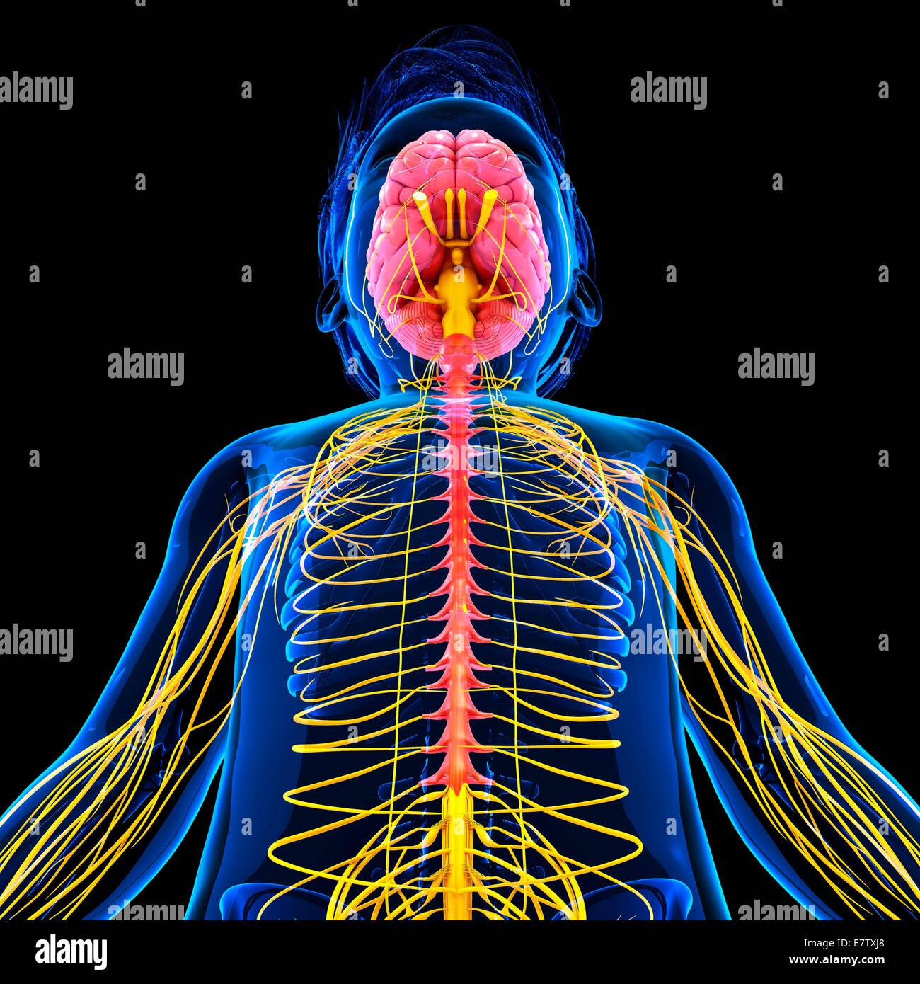 Human nervous system, computer artwork Stock Photo - Alamy