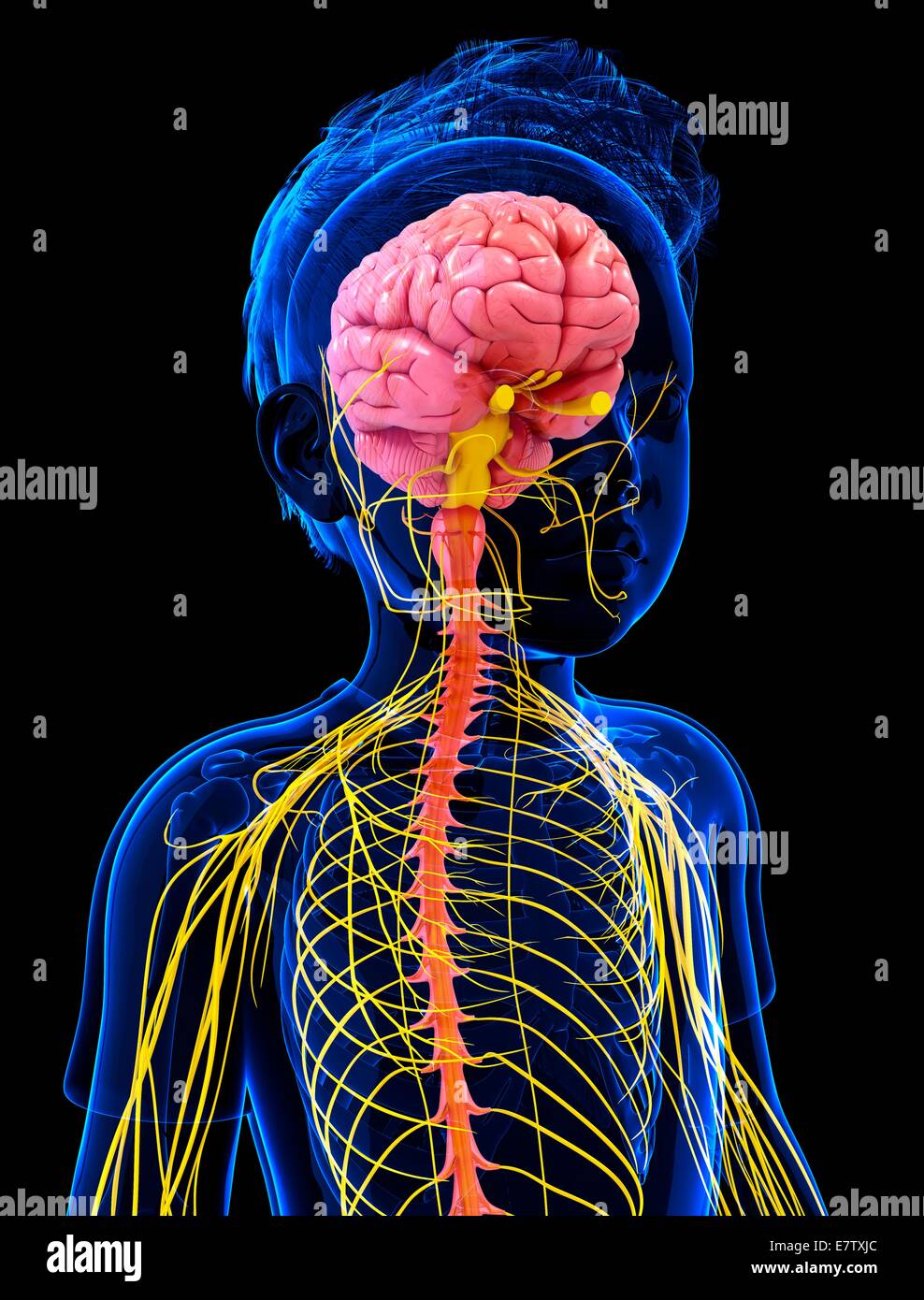 Human nervous system, computer artwork Stock Photo - Alamy