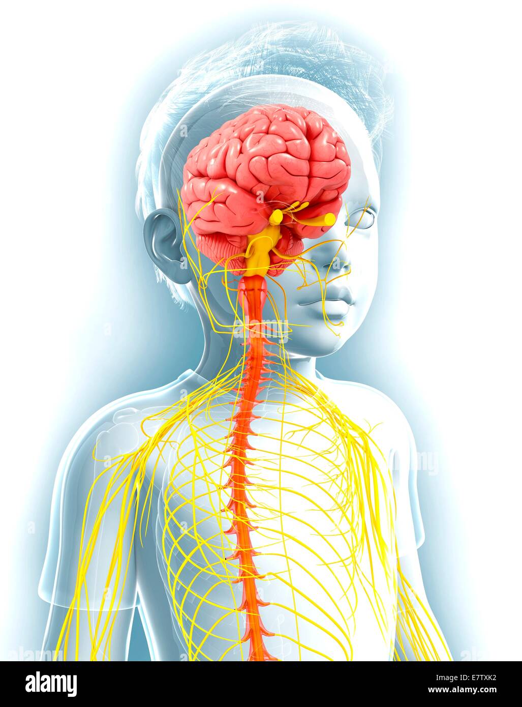 Human nervous system, computer artwork Stock Photo - Alamy