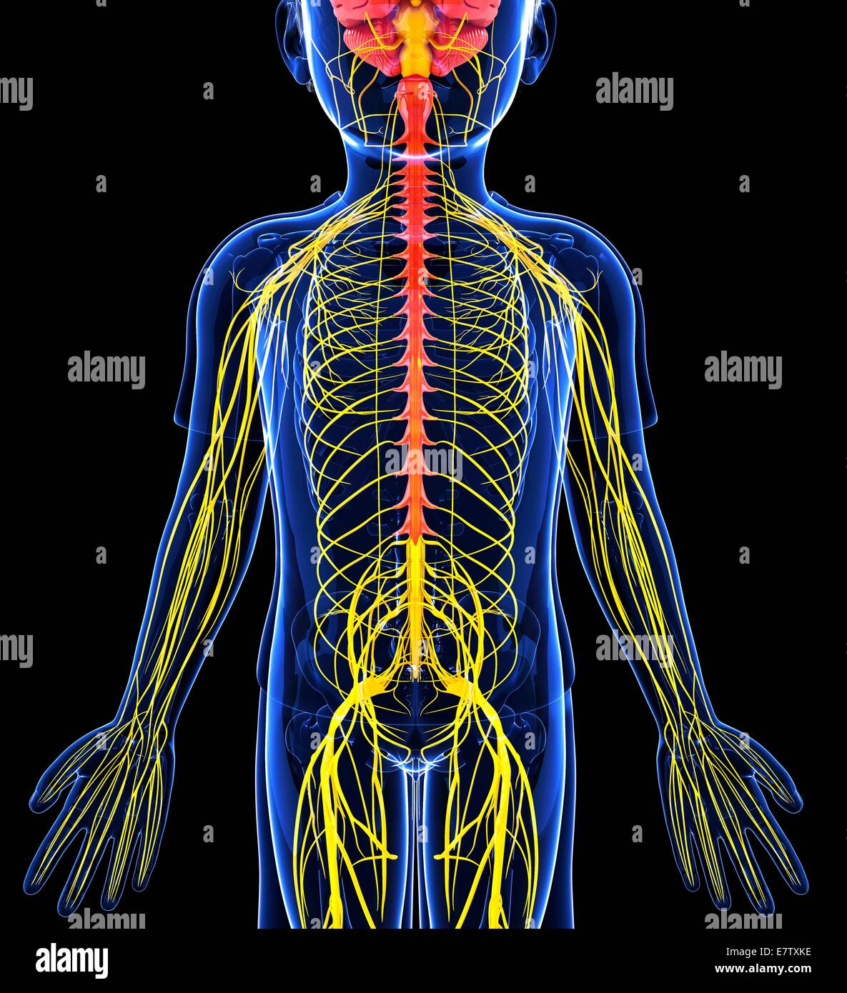 Human nervous system, computer artwork Stock Photo - Alamy