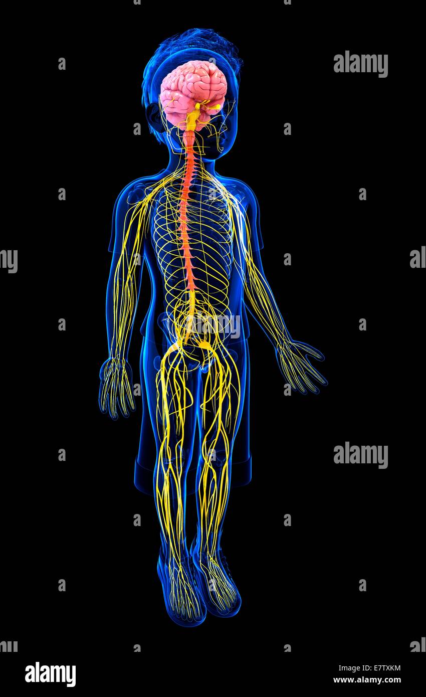 Human nervous system, computer artwork Stock Photo - Alamy