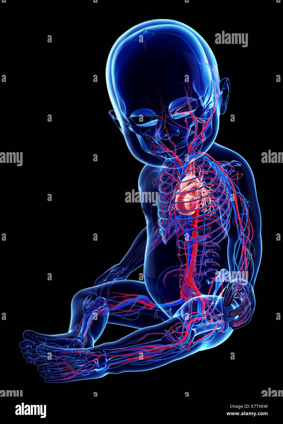 Baby's cardiovascular system, computer artwork Stock Photo - Alamy