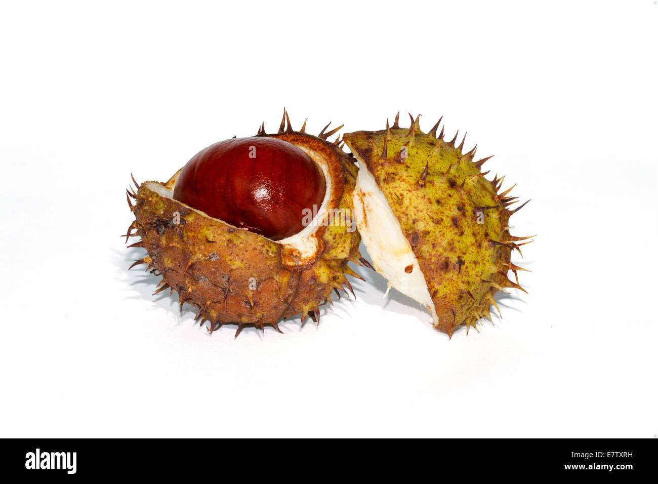 Chestnut burr split open, showing a fresh conker Stock Photo - Alamy