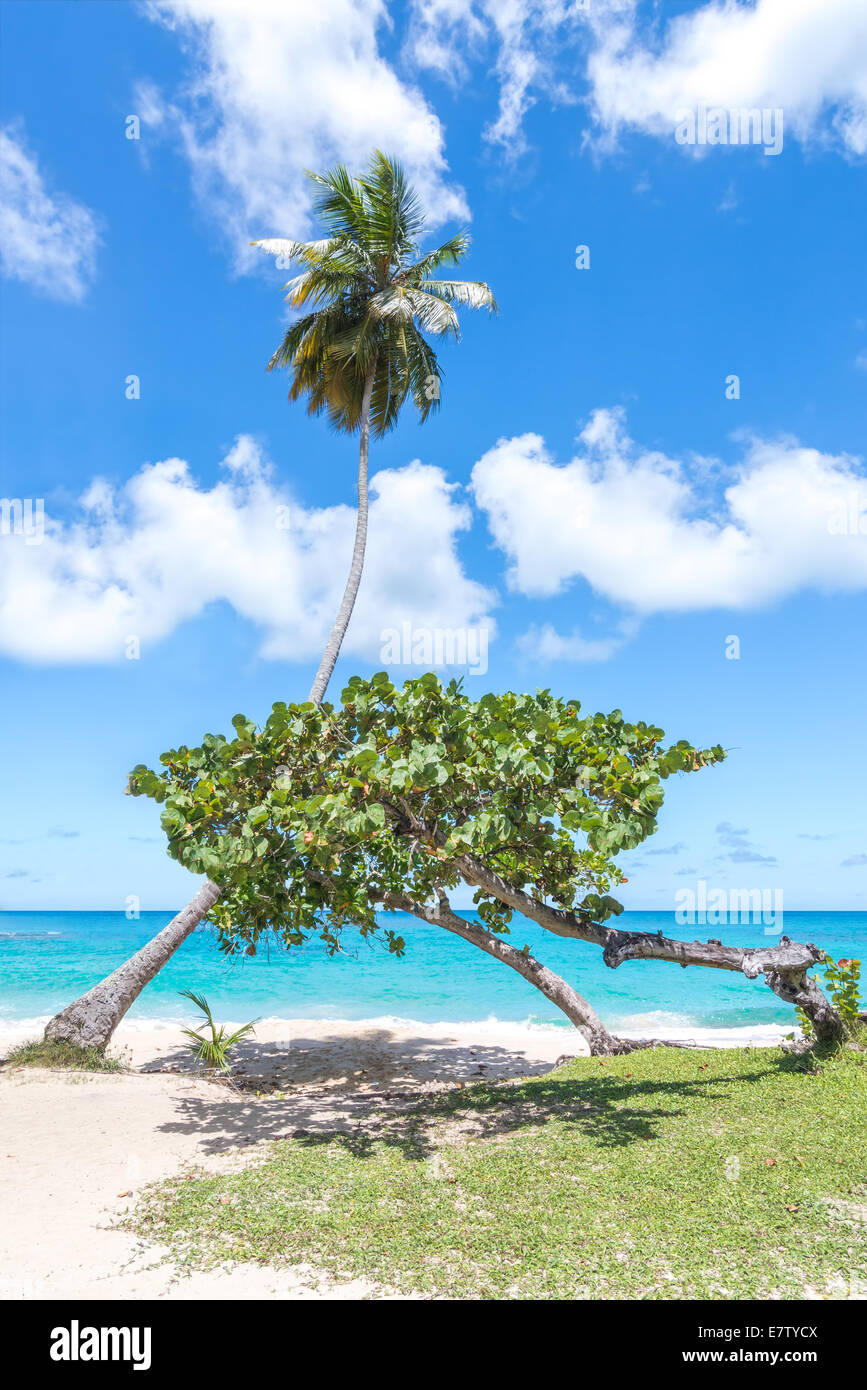 Palm and another small tree, on amazing beautiful tropical beach Stock ...