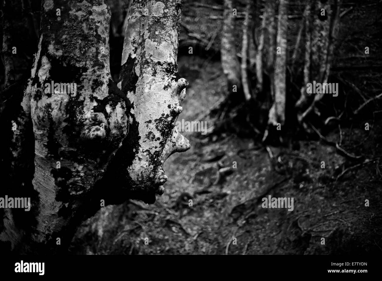 Ancient tree in wooden Stock Photo - Alamy