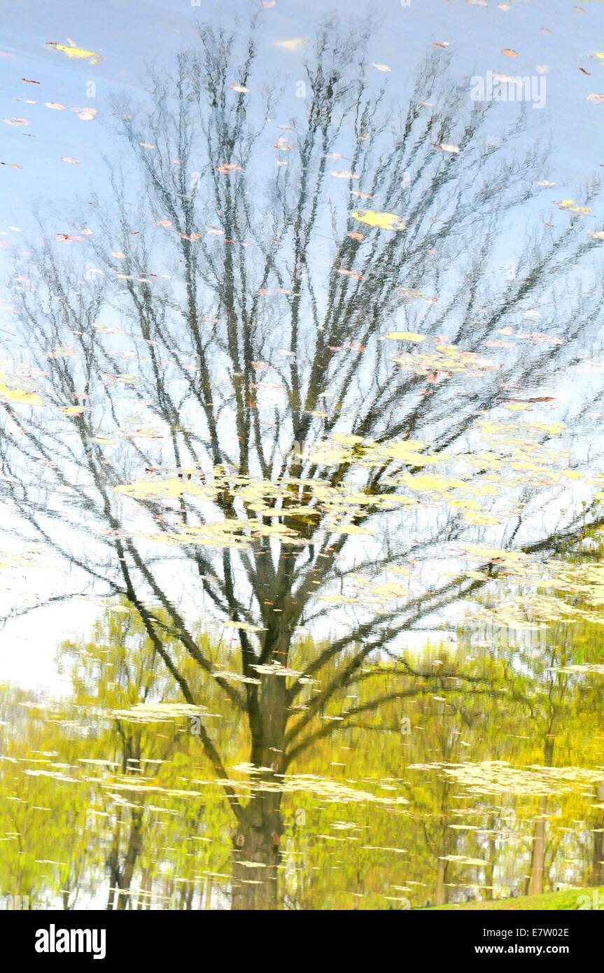 Abstract tree reflected in water Stock Photo - Alamy