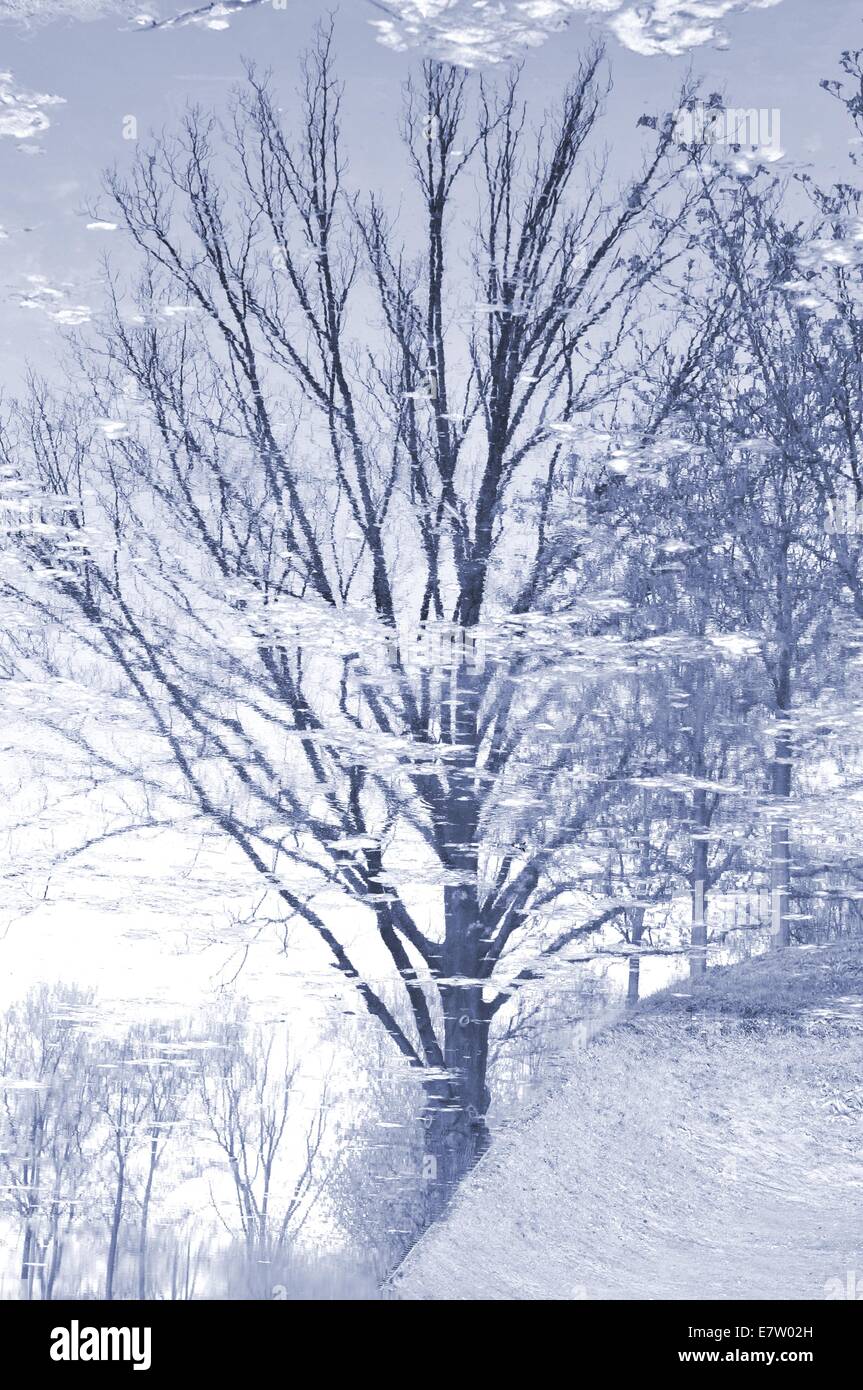 Abstract tree reflected in water Stock Photo - Alamy