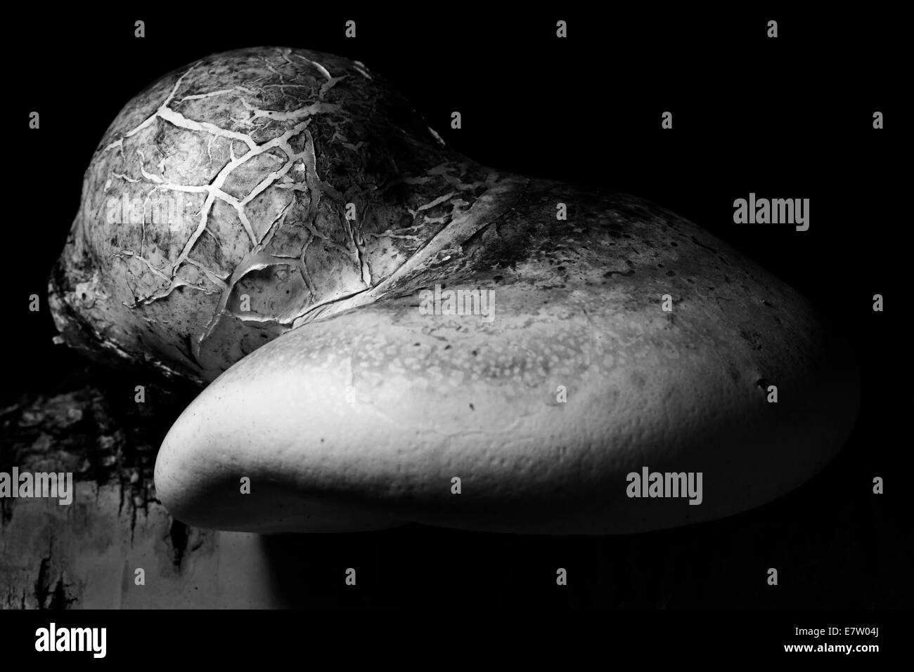 Spooky creatures Black and White Stock Photos & Images - Alamy