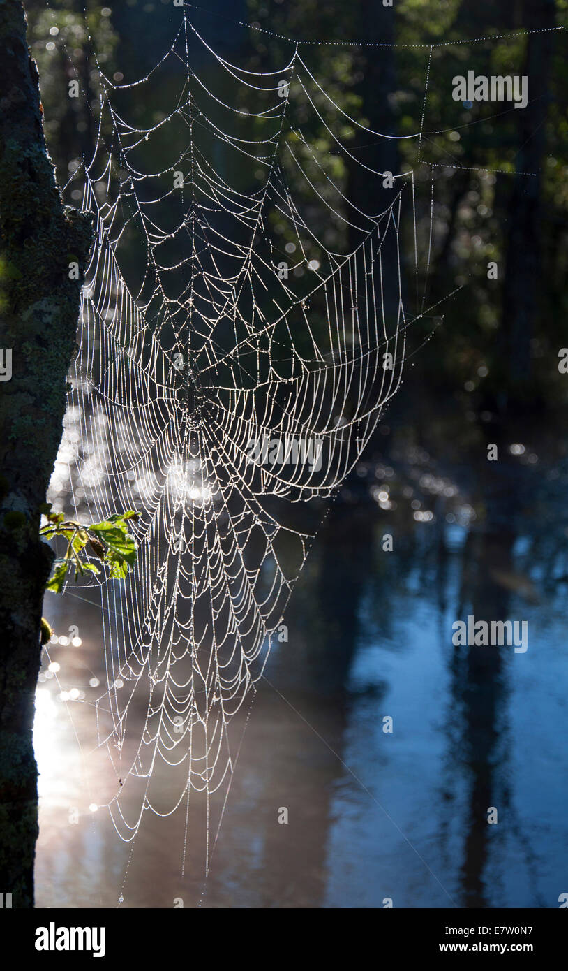 Natures spiders hi-res stock photography and images - Alamy