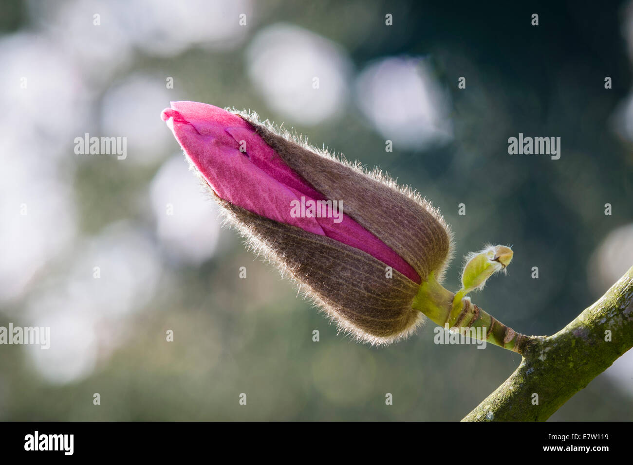 Royal Botanic Gardens, Kew, London. A bud of Magnolia campbellii subsp ...