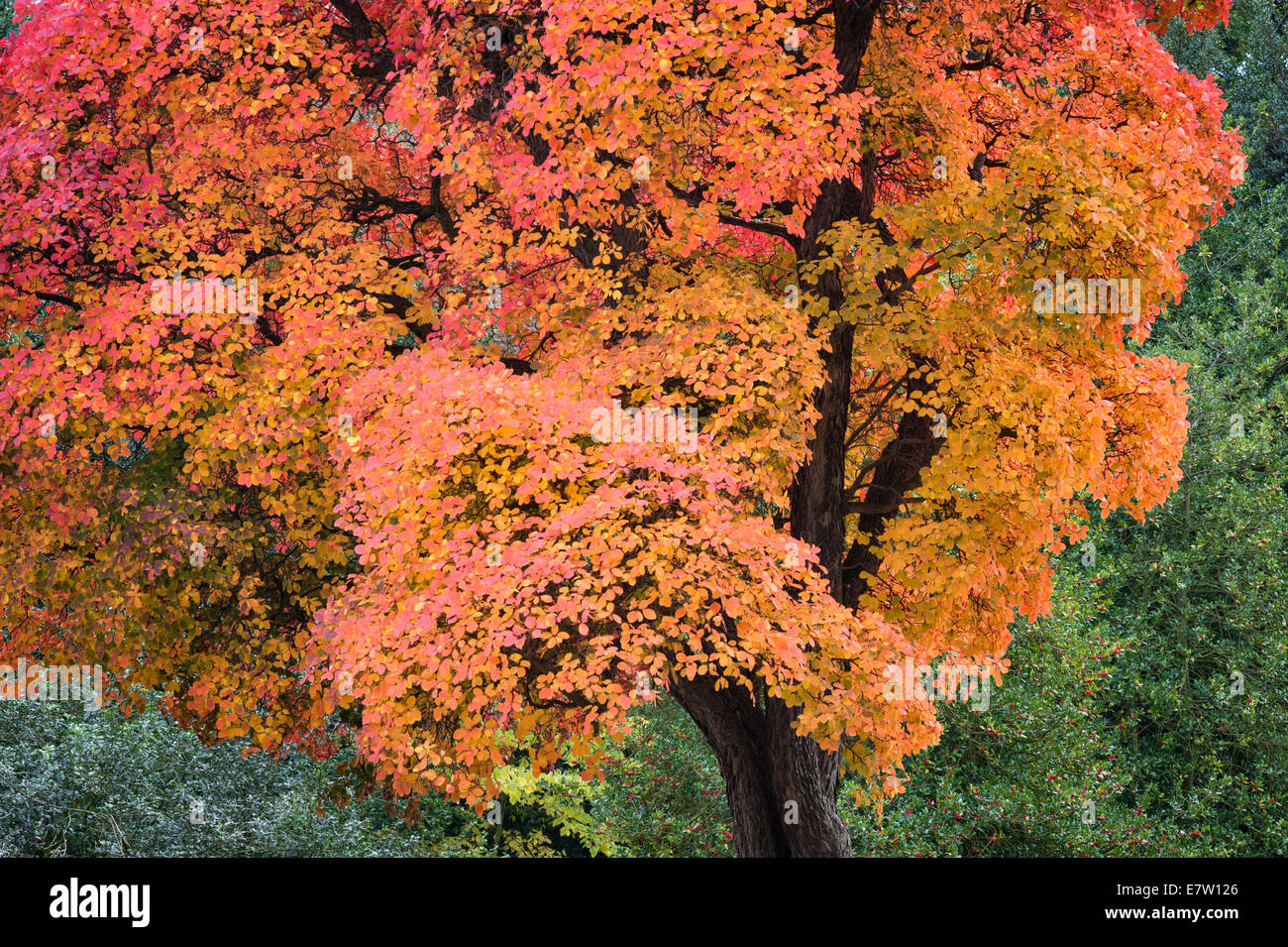 Smokewood tree hi-res stock photography and images - Alamy