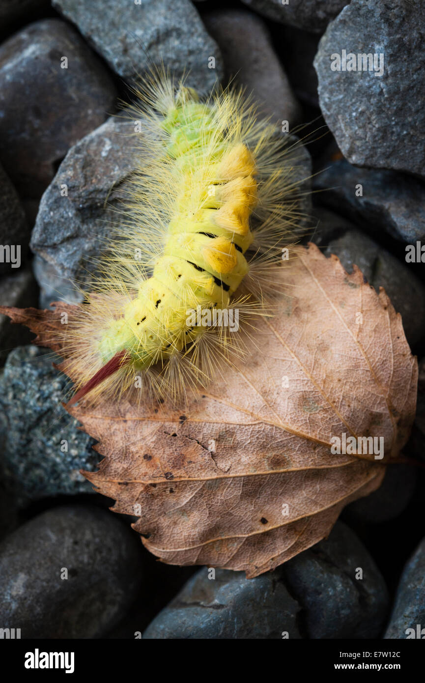 Caterpillar rash hi-res stock photography and images - Alamy