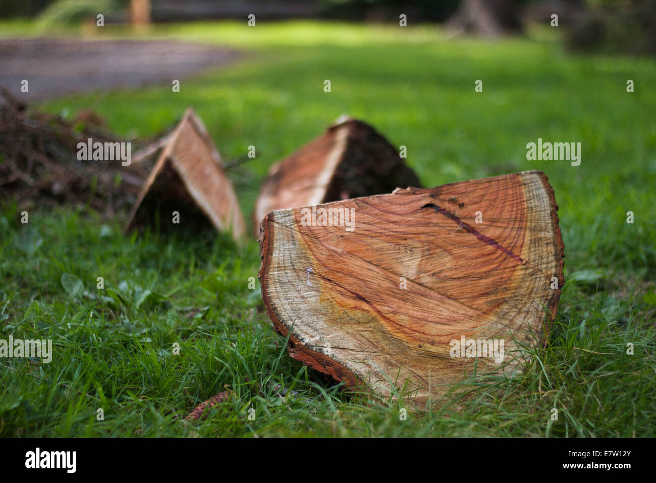 Wedges of wood used to fell trees Stock Photo - Alamy