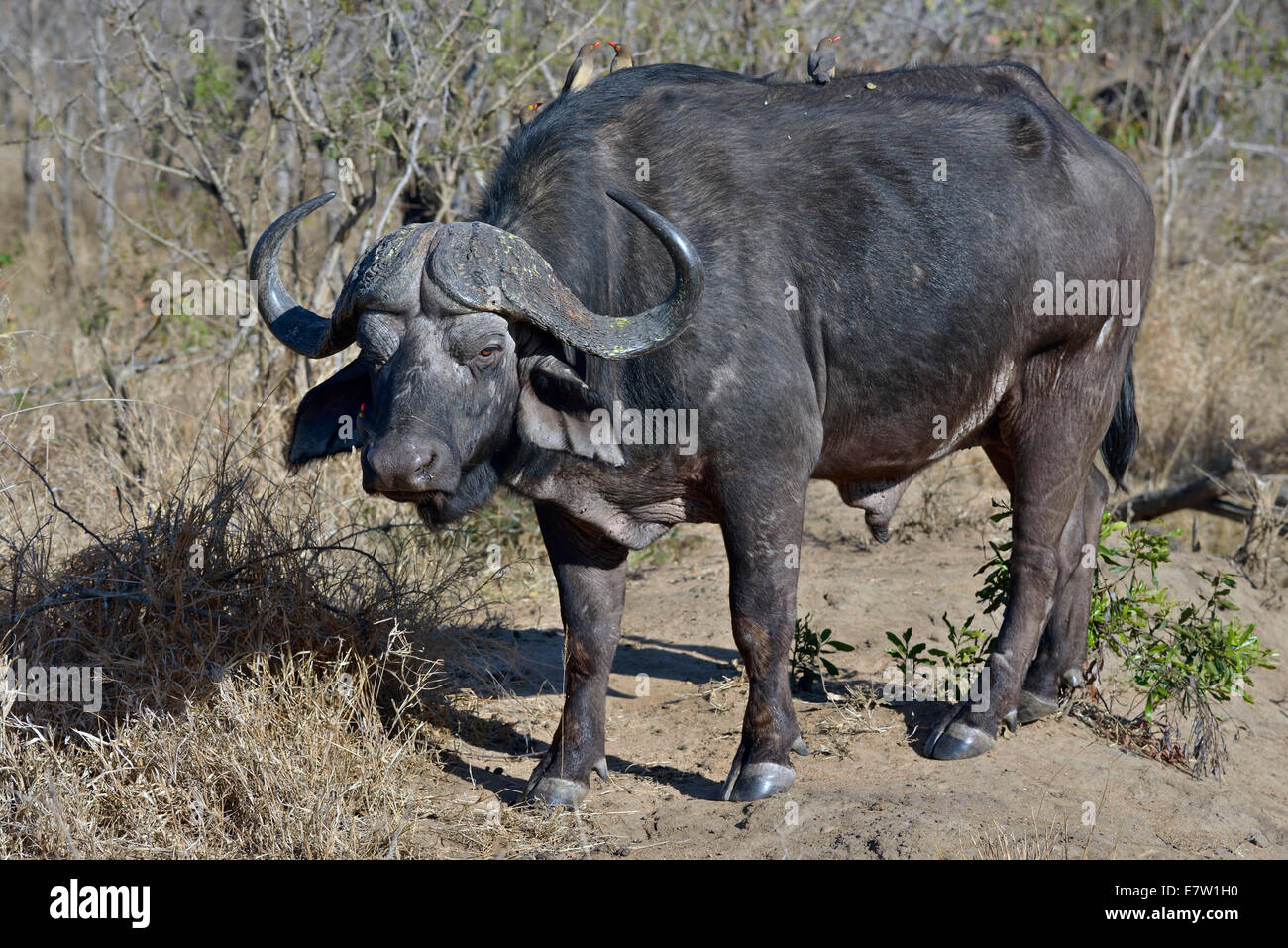 African ox hi-res stock photography and images - Alamy