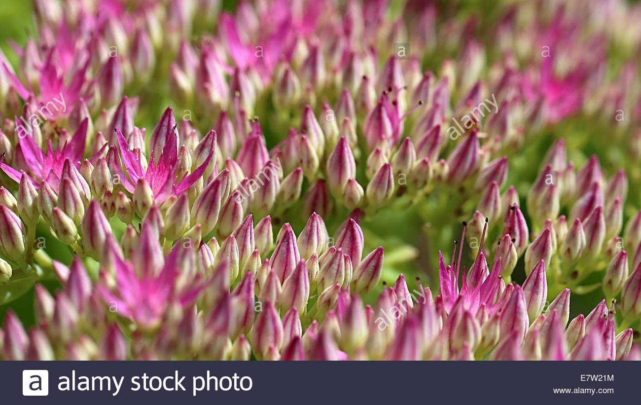BRILLIANT SEDUM FLOWERS, in South West France Stock Photo - Alamy